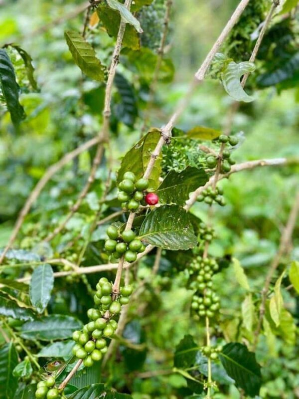 Munduk: Balinese Offering & Authentic Experience with Local - The Bottom Line