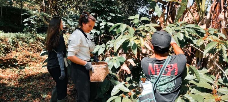 Munduk: Regenerative Roots Permaculture Farm Tour - A Closer Look at the Munduk Permaculture Farm Tour