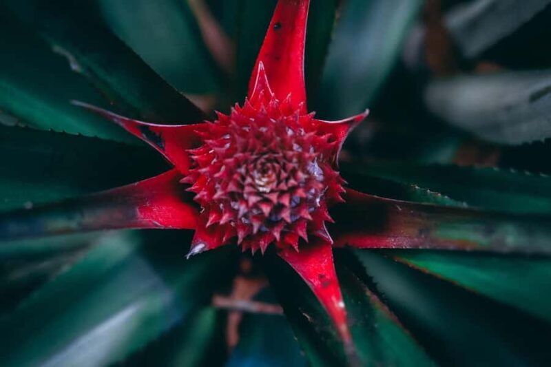 Munduk: Regenerative Roots Permaculture Farm Tour - Who Will Love This Tour?