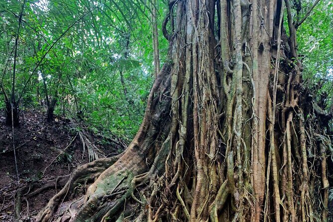 Munduk: Tamblingan jungle trek, waterfall, Ulun Danu temple - FAQ