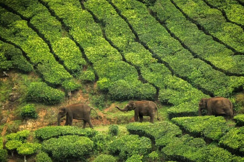 Munnar: 3-Day Tour with Tea Museum and Echo Point - Authentic Experience and Genuine Feedback