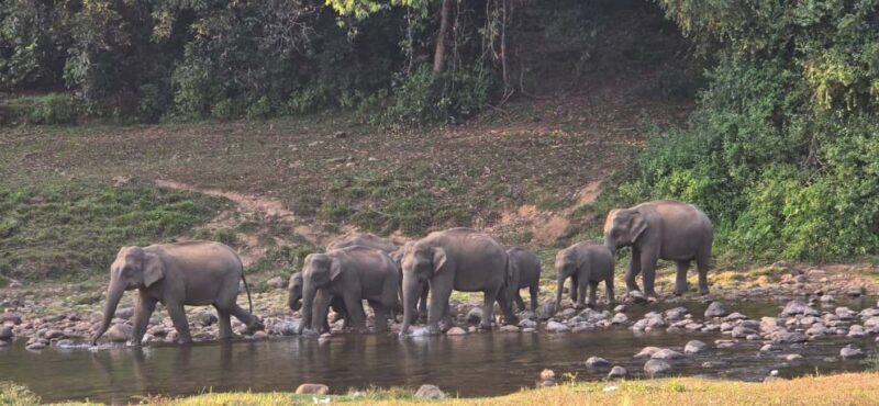 Munnar: Anakulam Jeep Safari to Explore Wild Elephants - FAQ