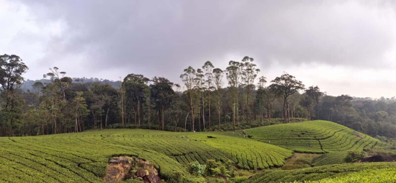 Munnar: Anakulam Jeep Safari with Waterfall and Elephant - Final Thoughts