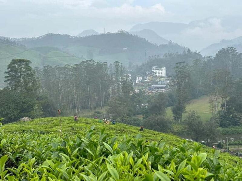 Munnar: Chokramudi Peak Full-Day Trekking Tour - Key Points