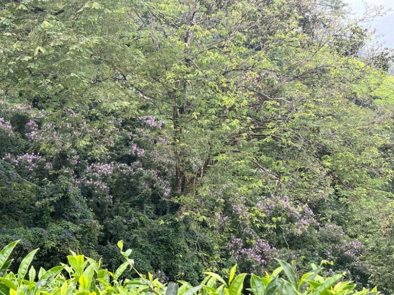 Munnar: Chokramudi Peak Full-Day Trekking Tour - FAQs