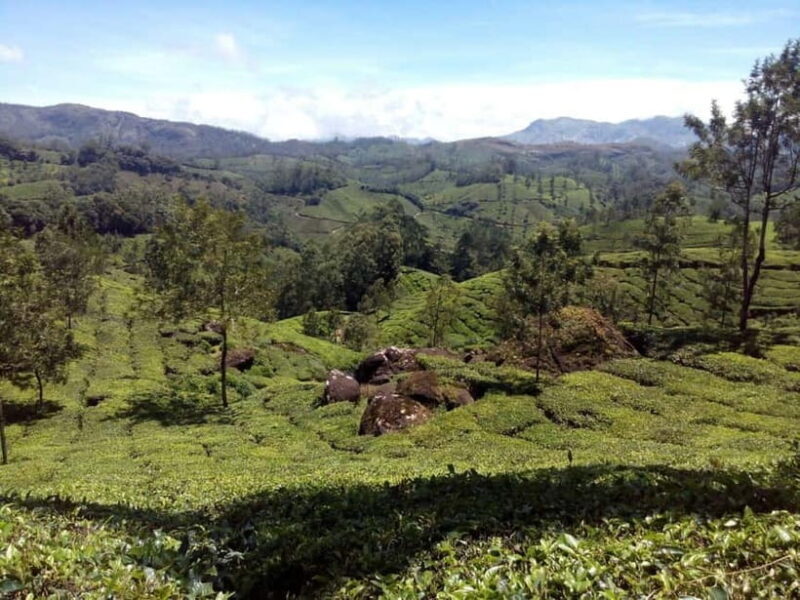 Munnar: Half Day Trekking Through Tea Plantation - The The Sum Up: Who Will Love This Experience?