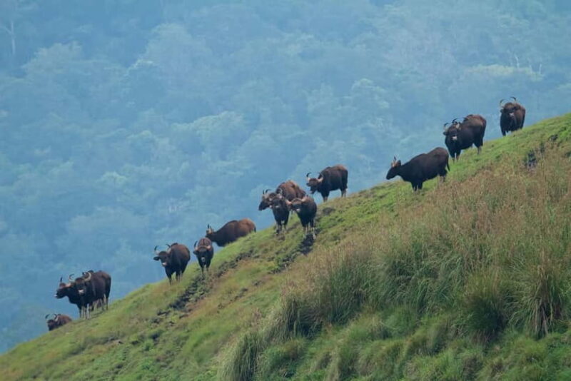 Munnar Hill Station with Periyar Wildlife Tour (03 Days) - The Bottom Line: Who Is This Tour For?
