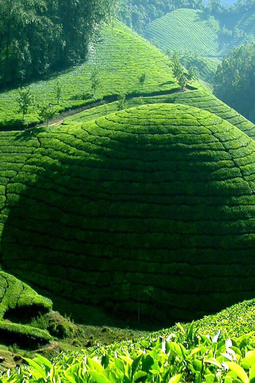 Munnar Letchmi Hills village Tour - Who Should Consider This Tour?