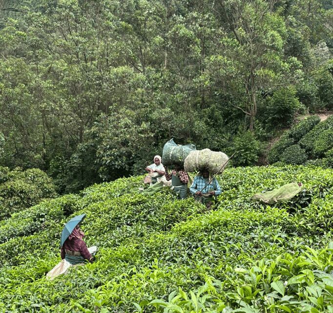Munnar Letchmi Hills village Tour - The Sum Up: Is the Munnar Letchmi Hills Village Tour Worth It?