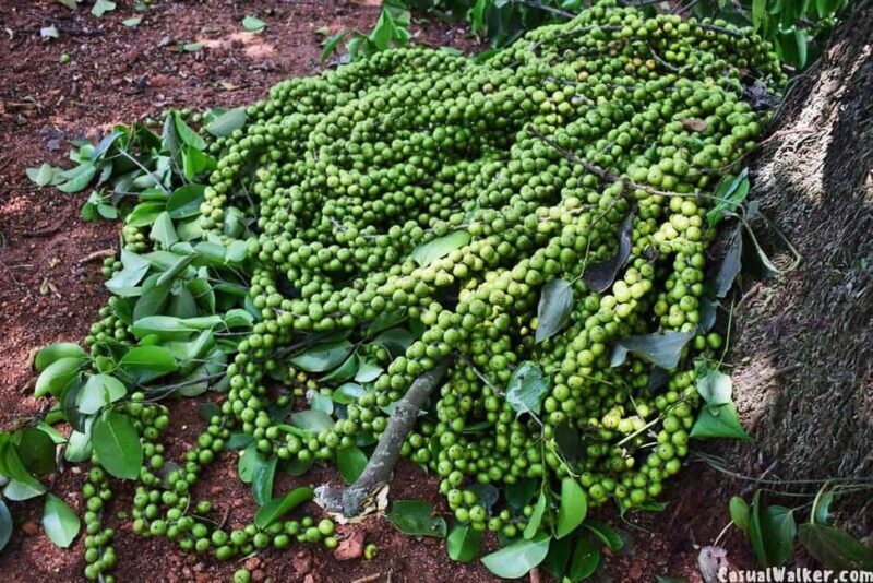 Munnar Local Sightseeing (Adventure Spots) - Frequently Asked Questions