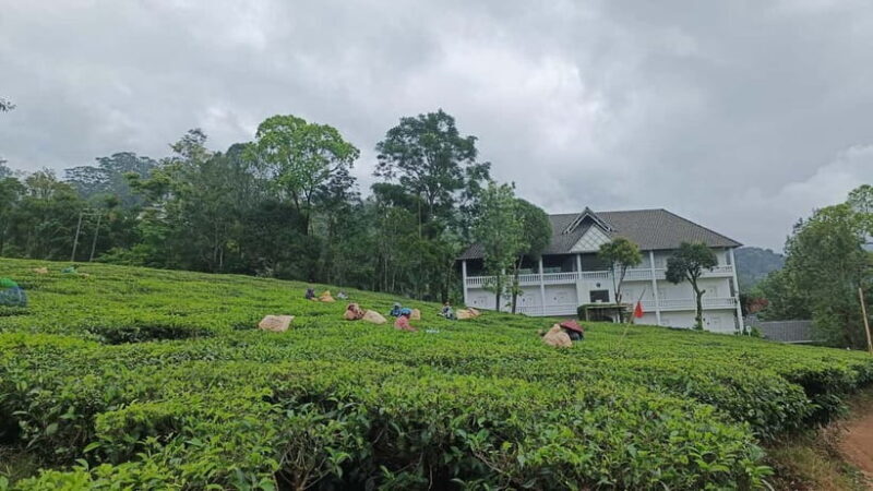 Munnar Nature Walk - An In-Depth Look at the Munnar Nature Walk