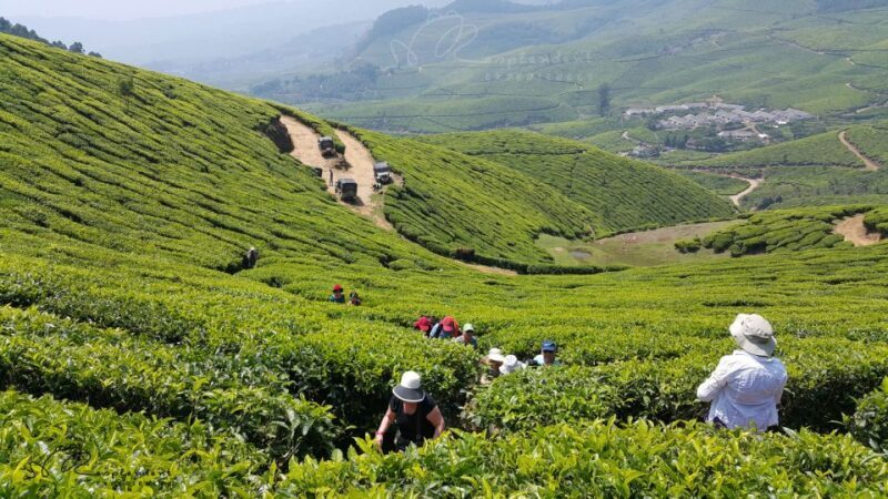 Munnar Private Day Trip - The Itinerary in Detail
