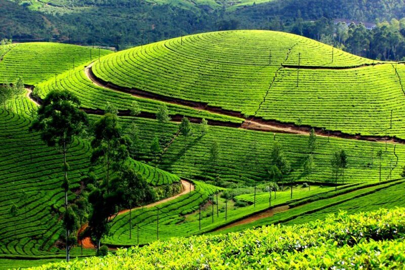 Munnar Private Day Trip - The Vibe: What Travelers Are Saying