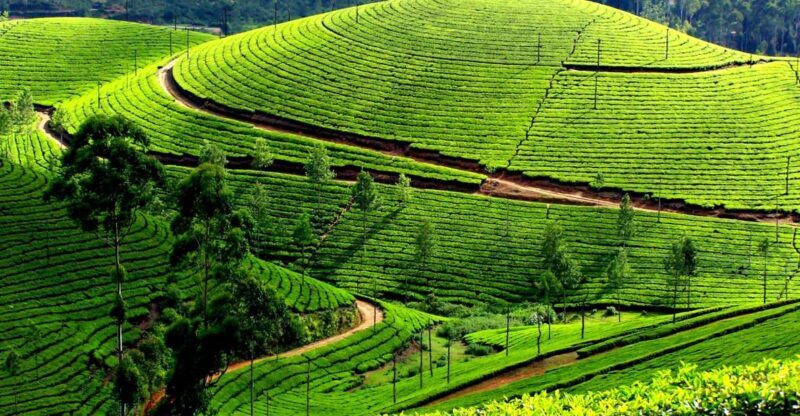 Munnar Private Day Trip - FAQ
