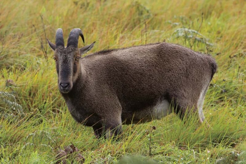 Munnar : Private One Day Tour from Kochi. Free Pickup-Drop - Understanding the Tour: What to Expect