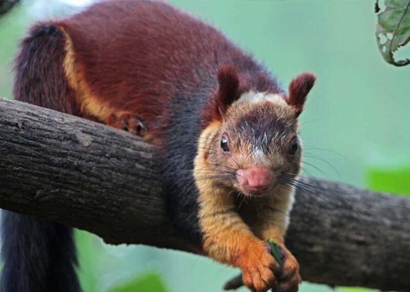 Munnar : Private One Day Tour from Kochi. Free Pickup-Drop - Practical Tips for Making the Most of Your Day