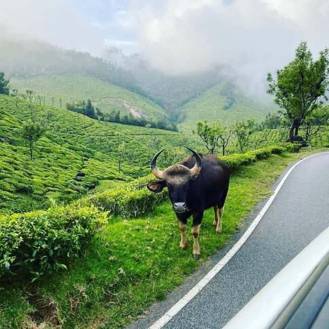 Munnar : Private One Day Tour from Kochi. Free Pickup-Drop - FAQ