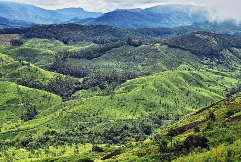 Munnar Same Day Tour: Lakes, Viewpoints & Tea Gardens - Key Points