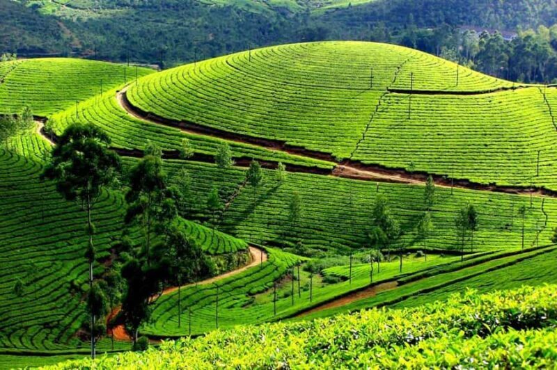 Munnar Same Day Tour: Lakes, Viewpoints & Tea Gardens - Exploring Munnar in a Day: What to Expect
