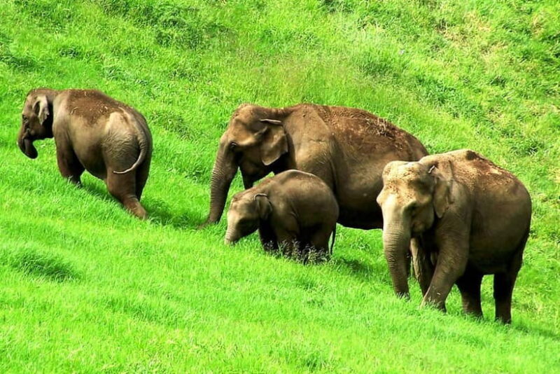 Munnar site-seeing Tour - A Closer Look at the Munnar Site-Seeing Tour