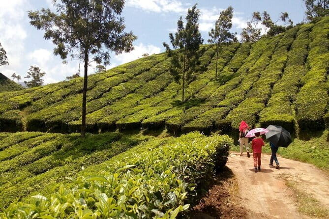 Munnar Tea Plantation Evening walking with Sunset View - What Travelers Are Saying
