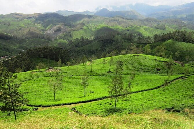 Munnar Tea Plantation Evening walking with Sunset View - FAQ