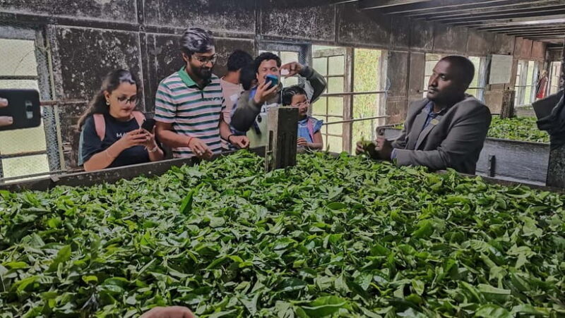 Munnar: Tea trail, Tea Factory, and Tea Tasting Tour - Key Points