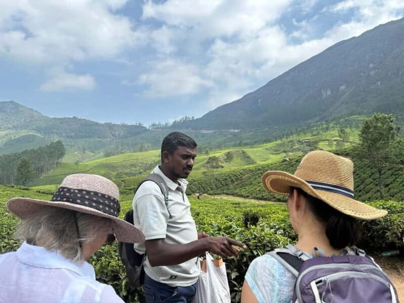 Munnar: Tea trail, Tea Factory, and Tea Tasting Tour - Overview of What You Can Expect