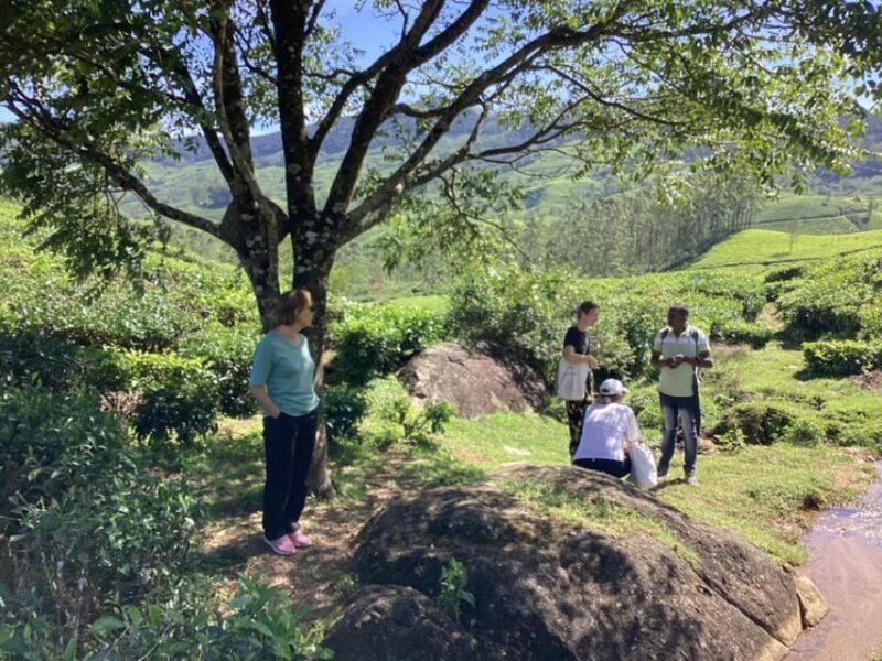 Munnar: Tea trail, Tea Factory, and Tea Tasting Tour - Overall Value and Suitability