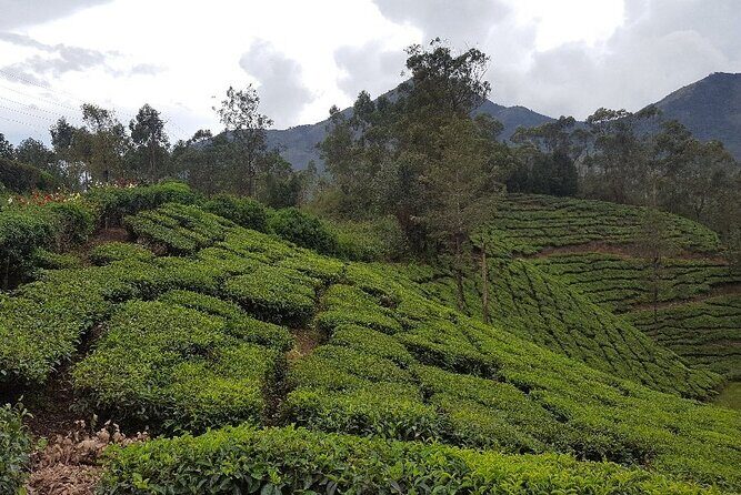 Munnar Tea Trail Tour with Factory Experience ( By Munnar Info) - What Could Be Improved?