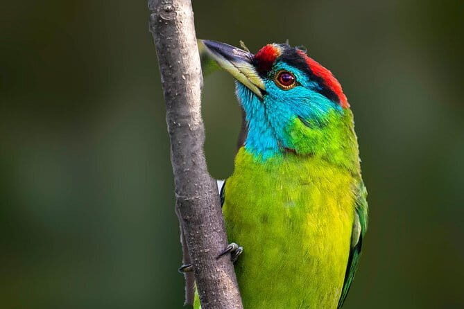 Munsiari Birding tour - Introduction