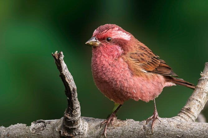Munsiari Birding tour - Key Points
