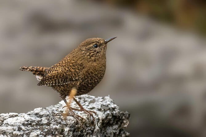Munsiari Birding tour - The Sum Up