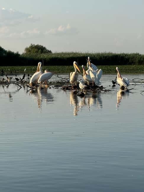 Murighiol: Danube Delta Water Lily Reserve Sunrise Boat Tour - Practical Details: What’s Included and What’s Not