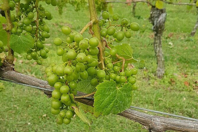 Muriwai Scenic Wine Tour from Auckland - Frequently Asked Questions