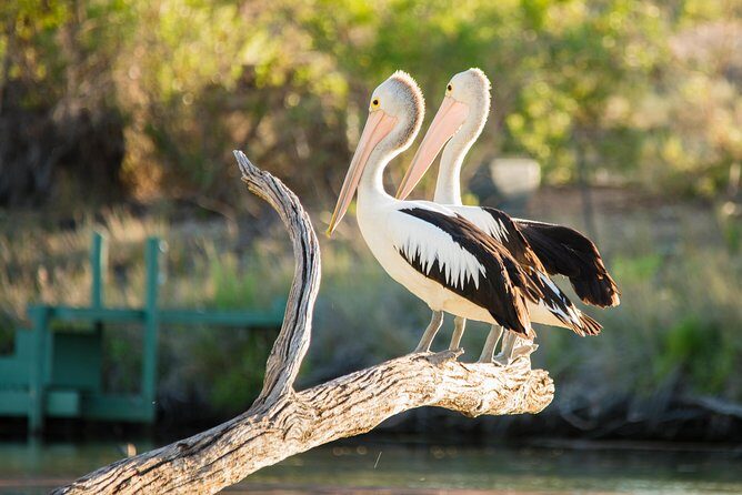 Murray River Day Trip from Adelaide Including Lunch Cruise aboard the Proud Mary - Key Points