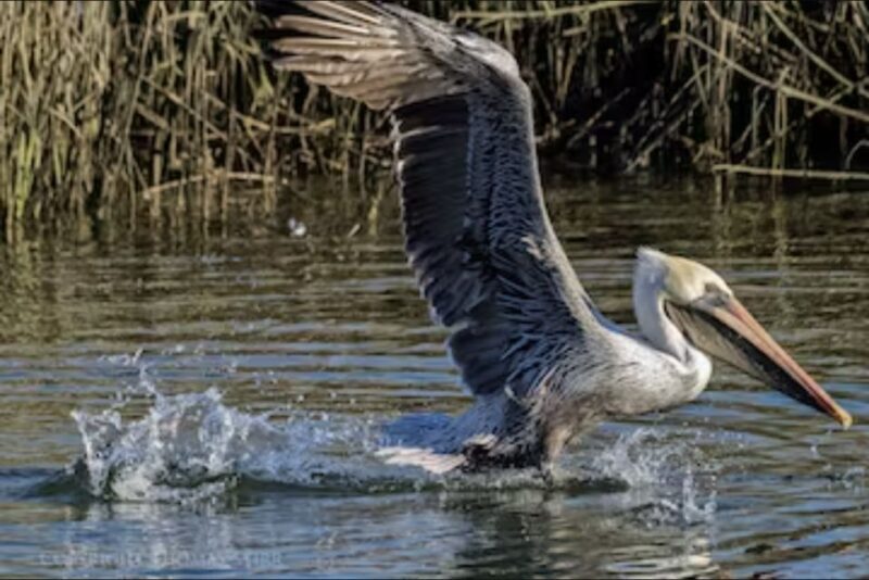 Murrells Inlet: Saltwater Marsh Eco Tour w/ Marine Biologist - What You Can Expect from the Tour