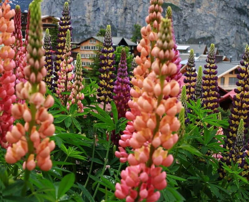 Murren - Private Guided Walking Tour - Discovering Mürren: A Detail-Oriented Review