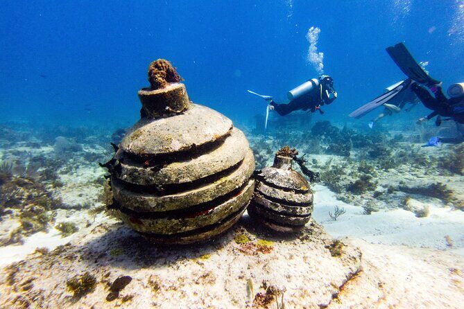 MUSA Museum and Colorful Reef 2 Tank Dive-Certified Divers - Why This Tour Offers Genuine Value