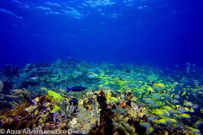 MUSA Museum and Colorful Reef 2 Tank Dive-Certified Divers - The Sum Up