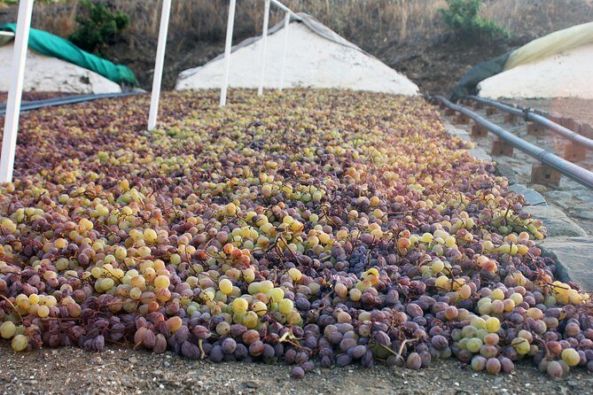 Muscat Raisin Route - Small group with lunch included - Key Points