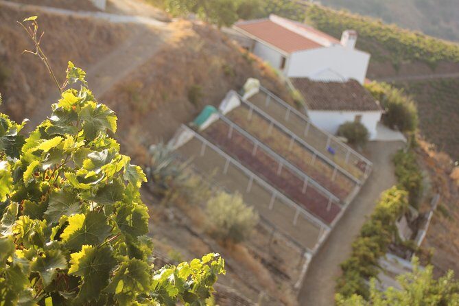 Muscat Raisin Route - Small group with lunch included - Setting the Scene: Why Consider This Tour?