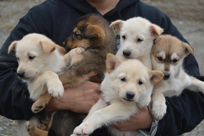 Mush Your Own Sled Dog Team (Summer/Fall Tour) - What is the Mush Your Own Sled Dog Team Tour?