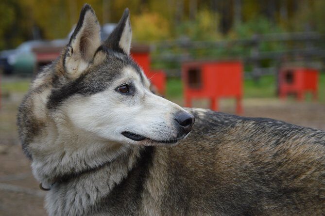 Mush Your Own Sled Dog Team (Summer/Fall Tour) - Why This Tour Excels