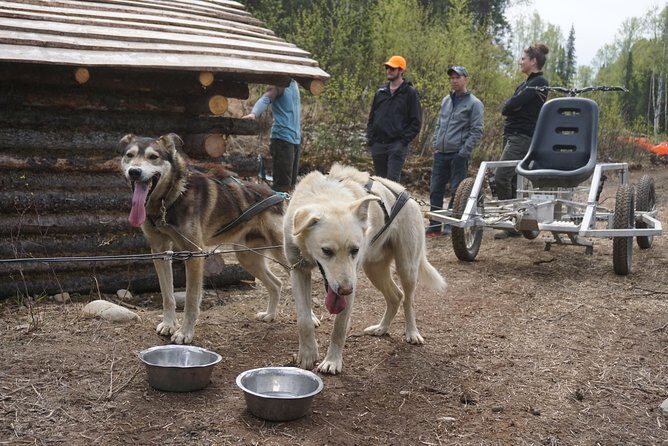 Mush Your Own Sled Dog Team (Summer/Fall Tour) - The Unique Value of Dry-Land Mushing