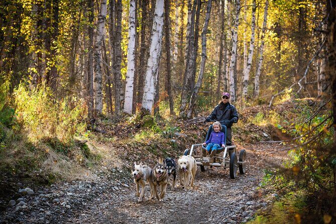 Mush Your Own Sled Dog Team (Summer/Fall Tour) - Considering Price and Overall Value