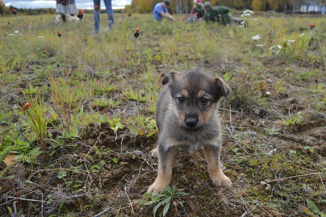 Mush Your Own Sled Dog Team (Summer/Fall Tour) - Who Should Consider This Tour?