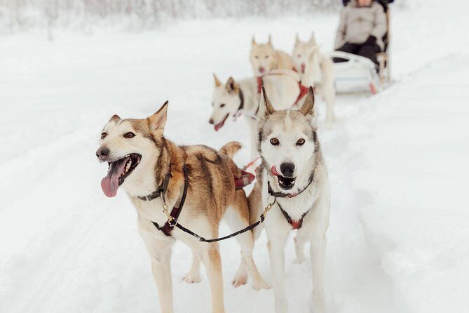 Mush Your Own Sled Dog Team (Winter Tour) in Talkeetna, Alaska - Key Points