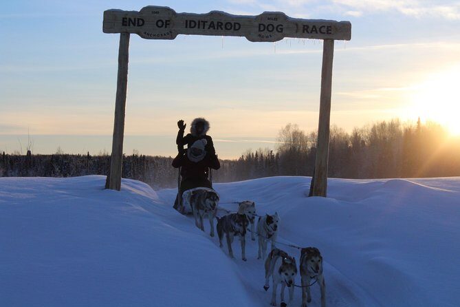 Mush Your Own Sled Dog Team (Winter Tour) in Talkeetna, Alaska - Why This Tour Offers More Than Just a Ride