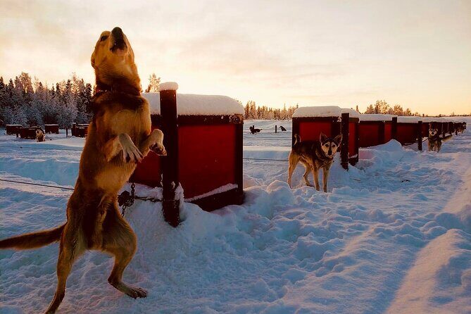 Mush Your Own Sled Dog Team (Winter Tour) in Talkeetna, Alaska - Authenticity and Reviewer Insights